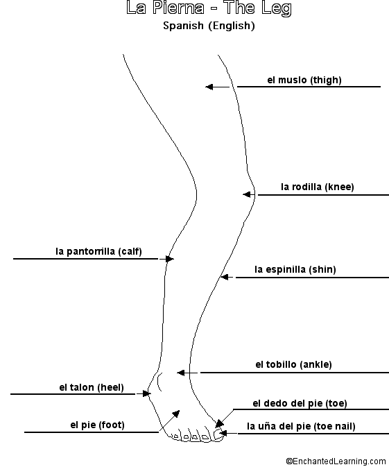 The Body In Spanish The Leg EnchantedLearning