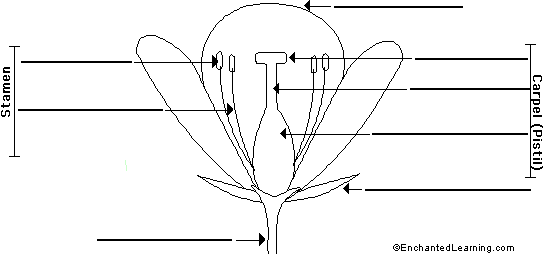 Label Flower Anatomy Printout EnchantedLearning