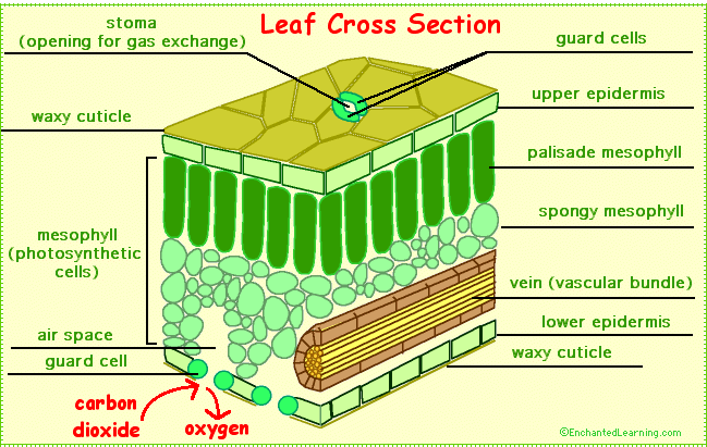 Structure Of A Leaf Internal External The Green Machine