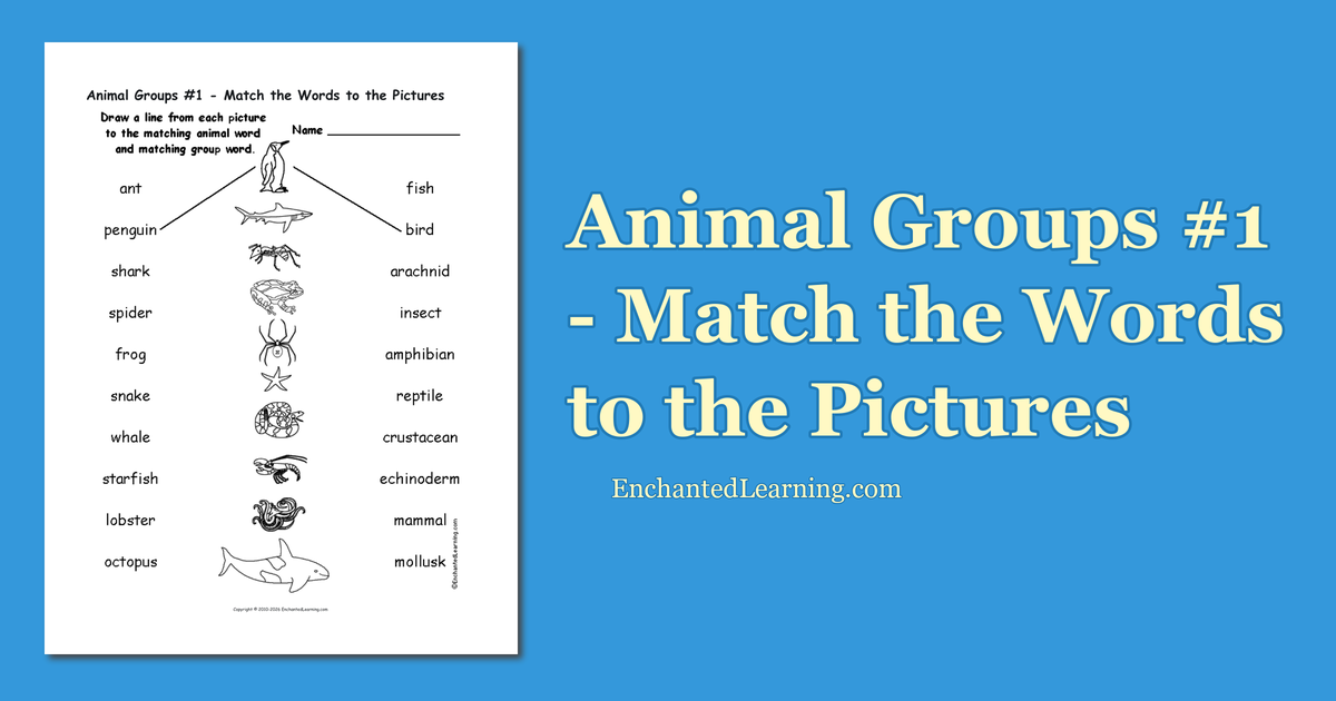 Animal Groups #1 - Match the Words to the Pictures - Enchanted Learning