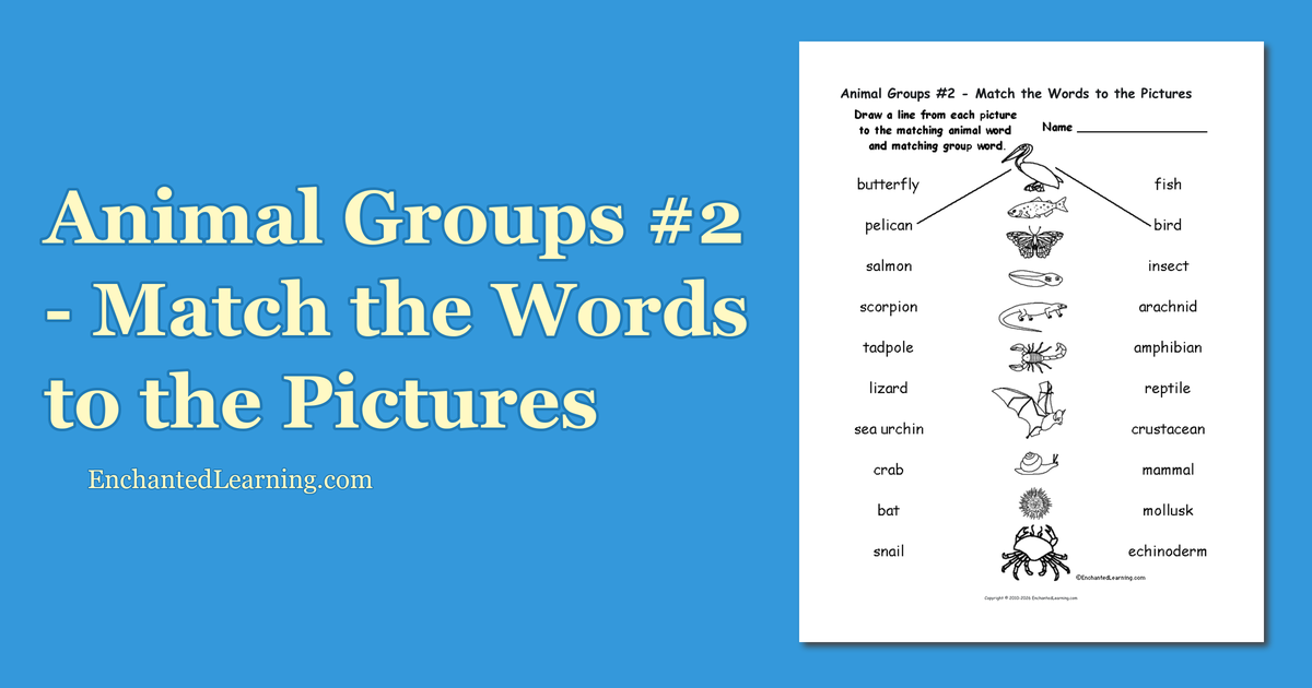 Animal Groups #2 - Match the Words to the Pictures - Enchanted Learning