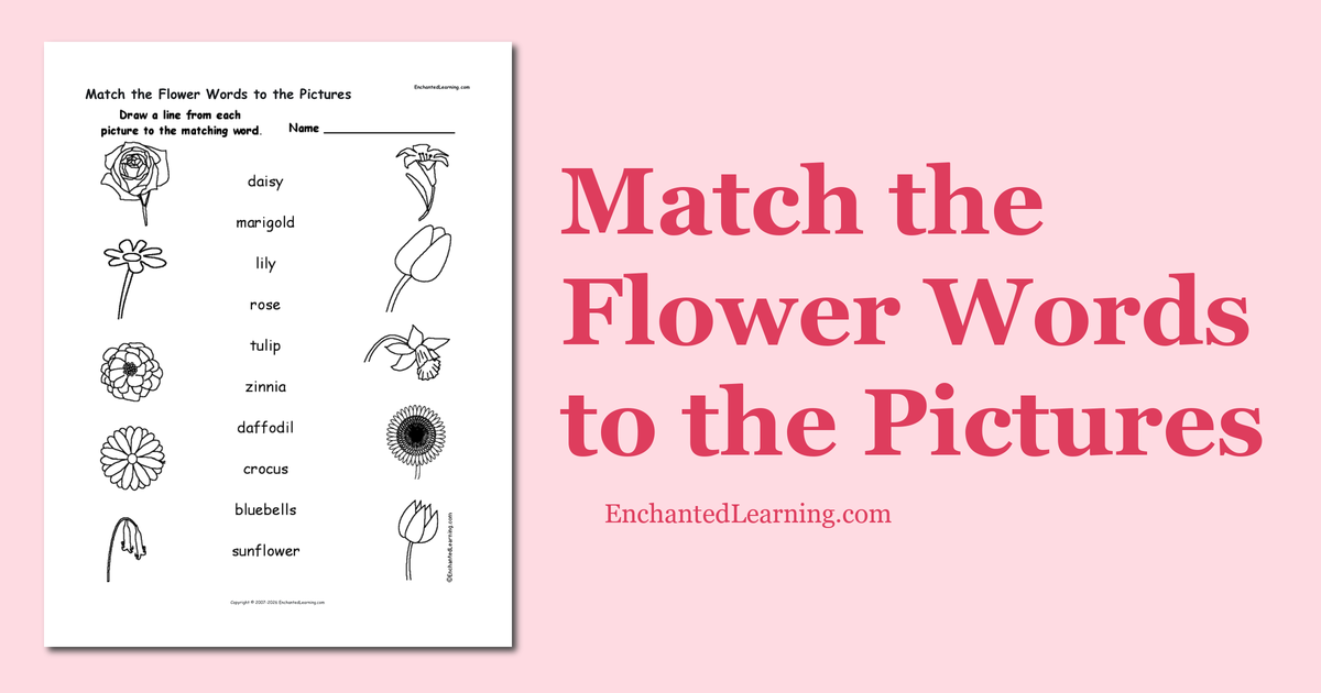 Match the Flower Words to the Pictures - Enchanted Learning