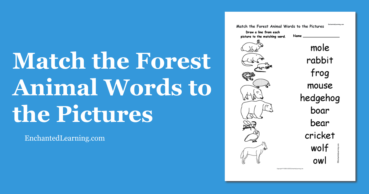 Match the Forest Animal Words to the Pictures - Enchanted Learning