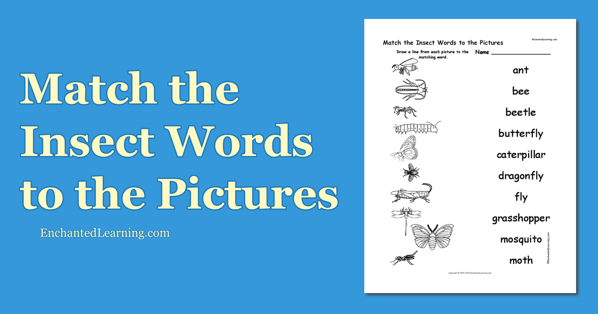 Match the Insect Words to the Pictures - Enchanted Learning