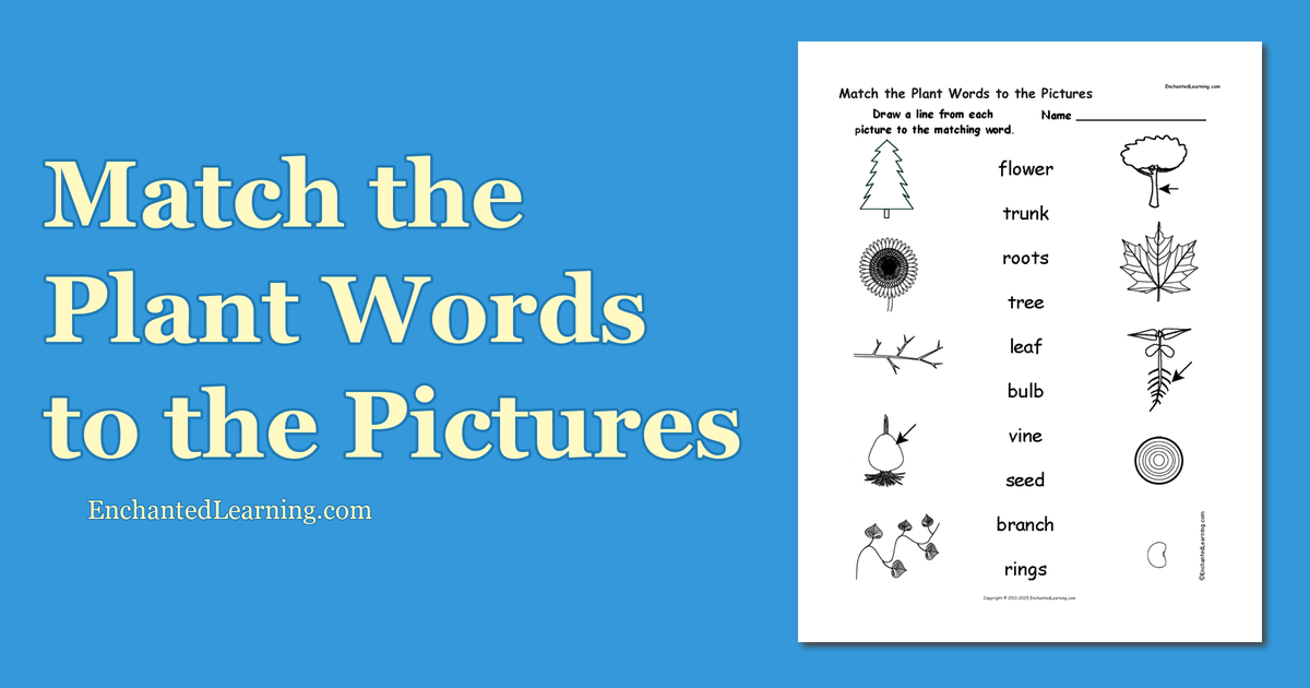 Match the Plant Words to the Pictures - Enchanted Learning