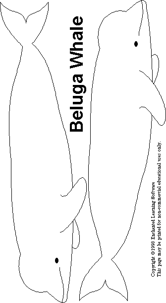Beluga Whale Print-out - Enchanted Learning