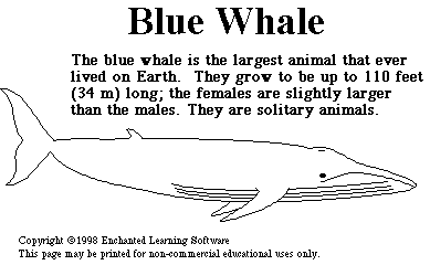 Blue Whale Print-out - Enchanted Learning Software