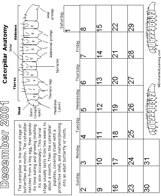 December Calendar 2001 -Butterfly: EnchantedLearning.com