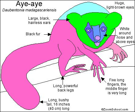 Aye-aye Printout- EnchantedLearning.com