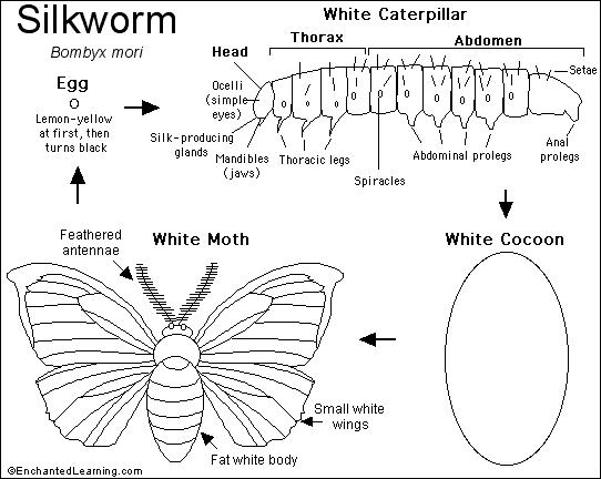 Silkworm Moth Printout - EnchantedLearning.com