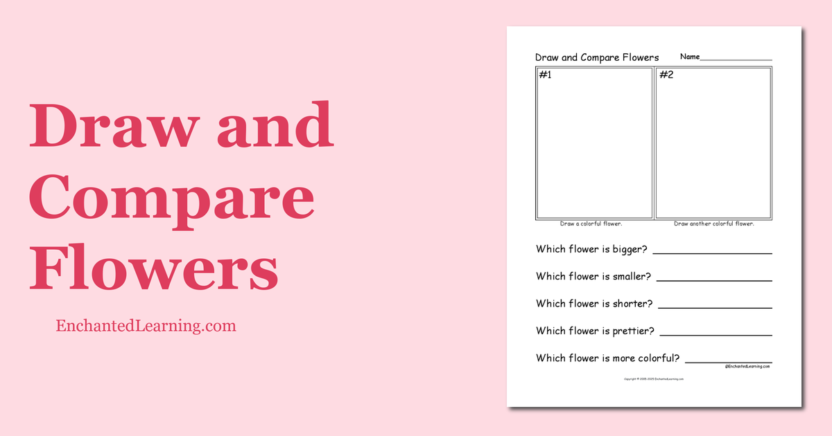 Draw and Compare Flowers - Enchanted Learning