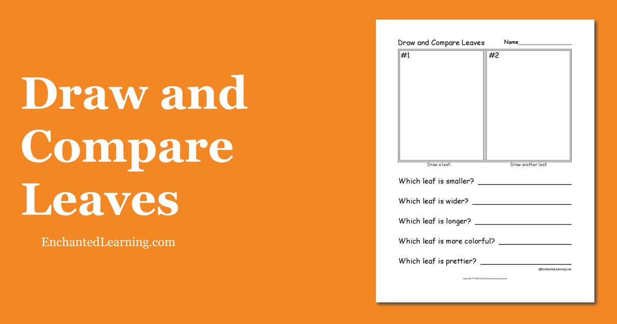 Draw and Compare Leaves - Enchanted Learning