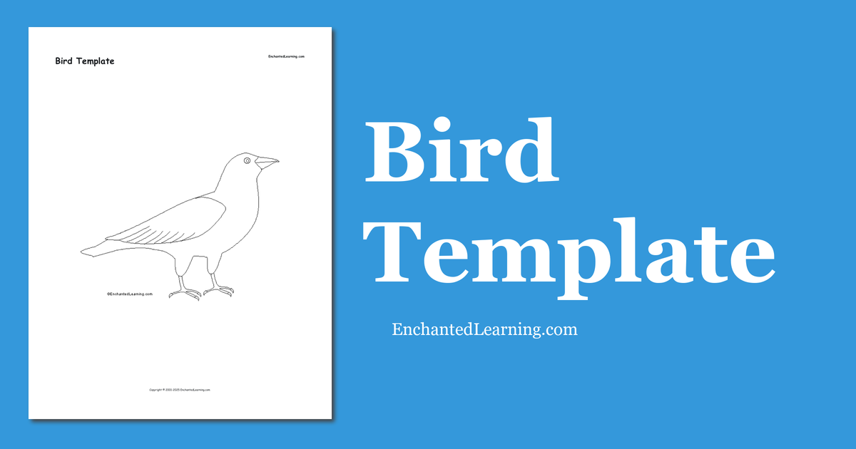 Bird Template - Enchanted Learning