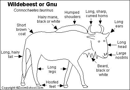 Gnu Or Wildebeest Printout EnchantedLearning