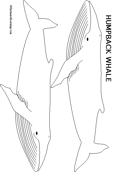 Humpback Whale Print-out - Enchanted Learning