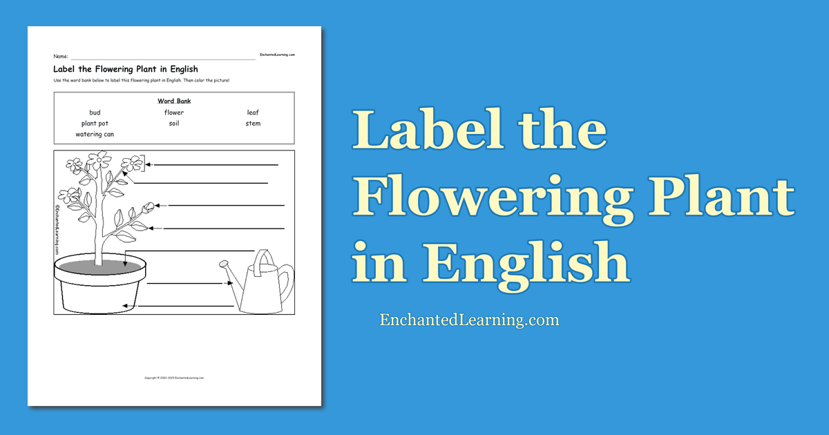 Label the Flowering Plant in English - Enchanted Learning