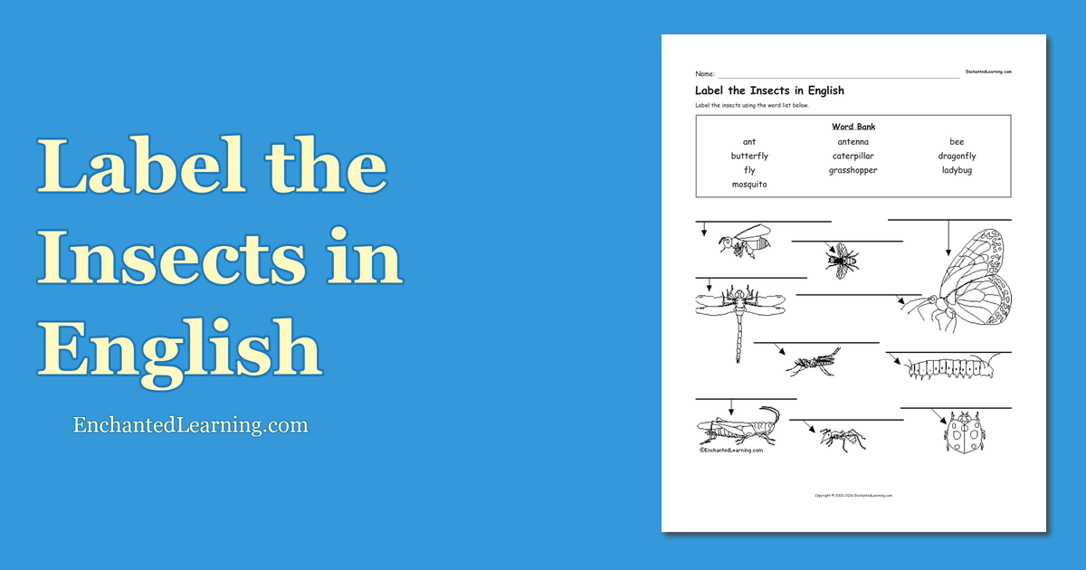 Label the Insects in English - Enchanted Learning