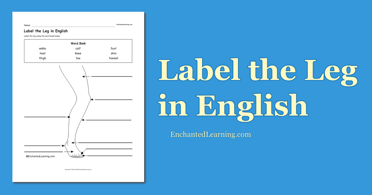 Label the Leg in English - Enchanted Learning