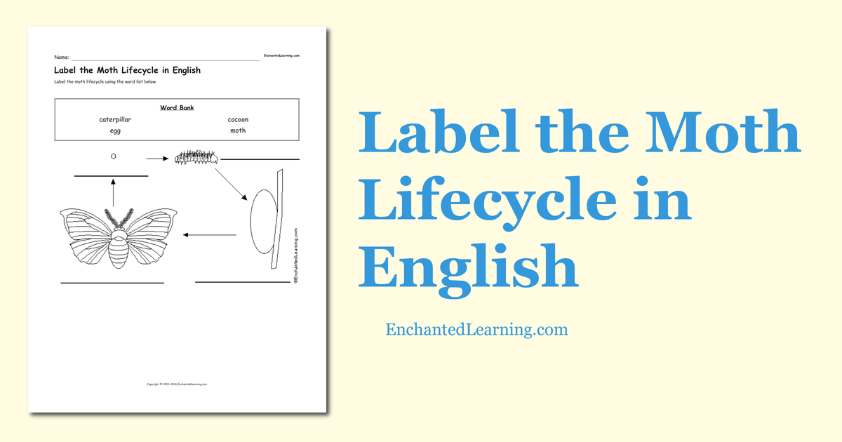Label the Moth Lifecycle in English - Enchanted Learning