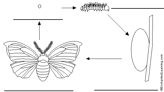 Label Moth Life Cycle in English (Printout) - EnchantedLearning.com