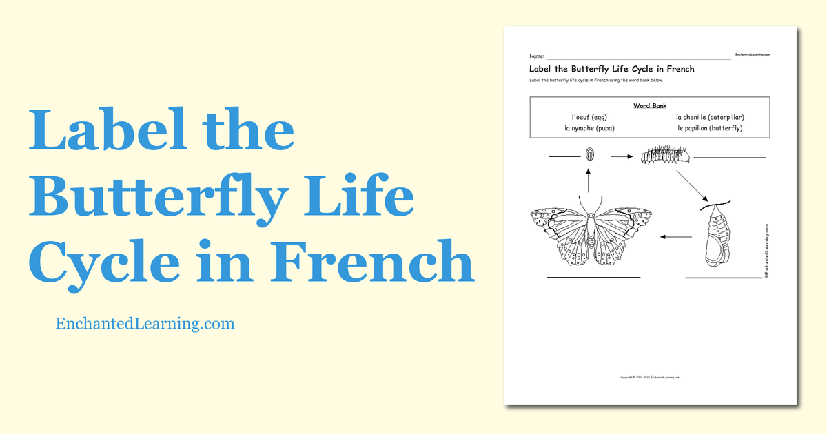 Label the Butterfly Life Cycle in French - Enchanted Learning
