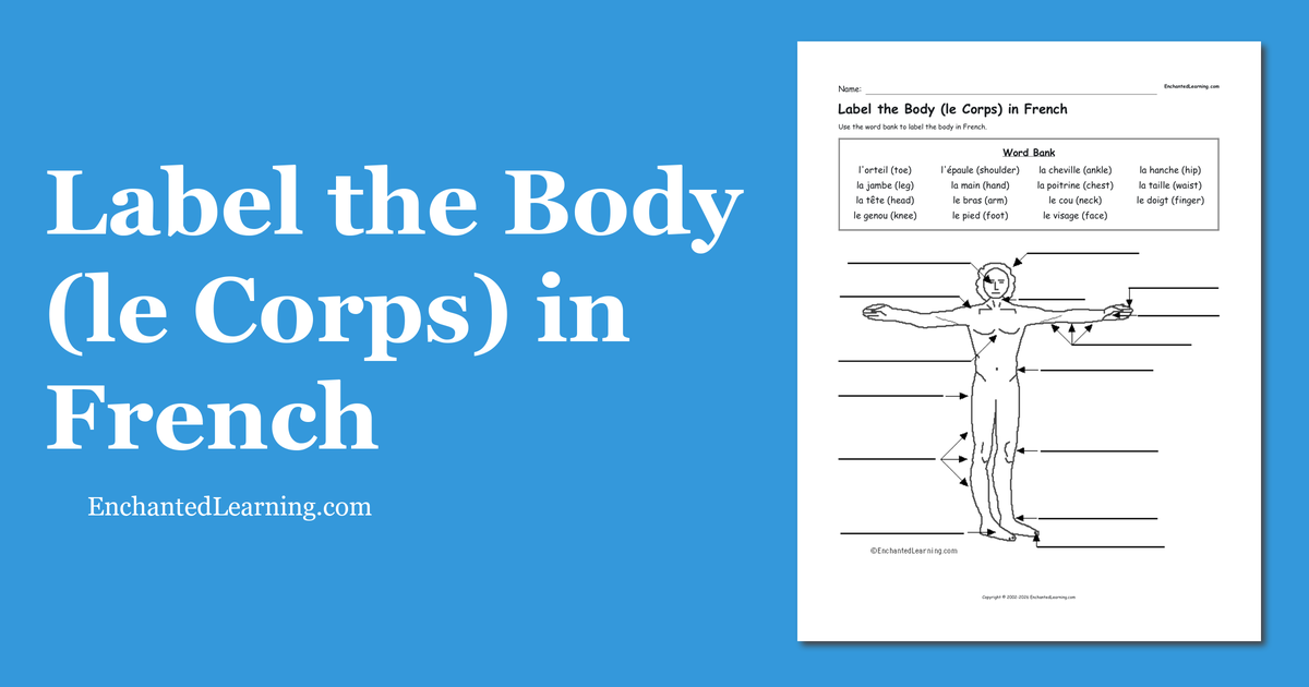 Human Body Parts Labeled In French