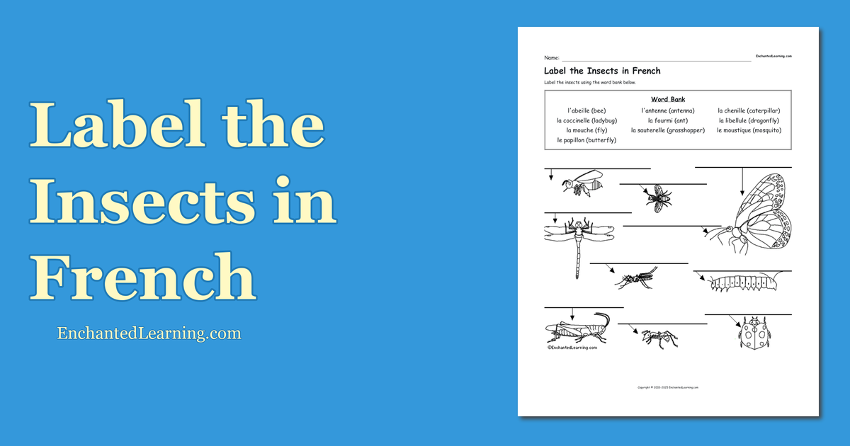 Label the Insects in French - Enchanted Learning