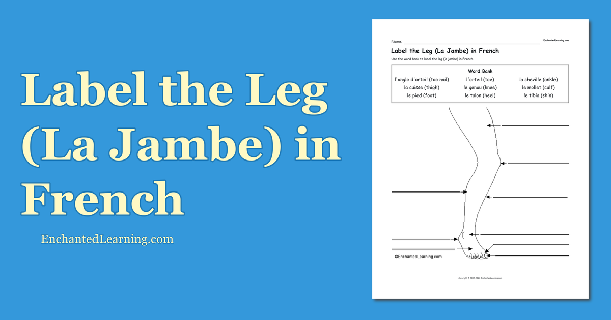 Labiling Tibia Worksheet Tibia | The Biology Corner