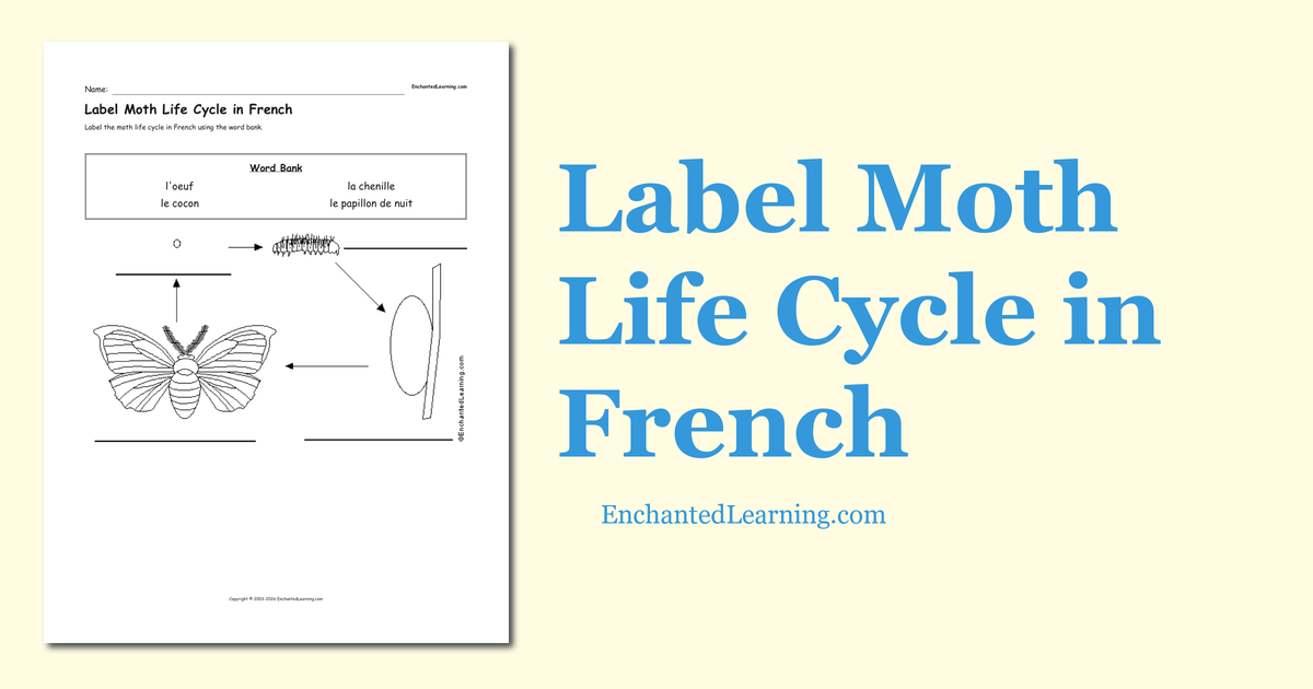 Label Moth Life Cycle in French - Enchanted Learning