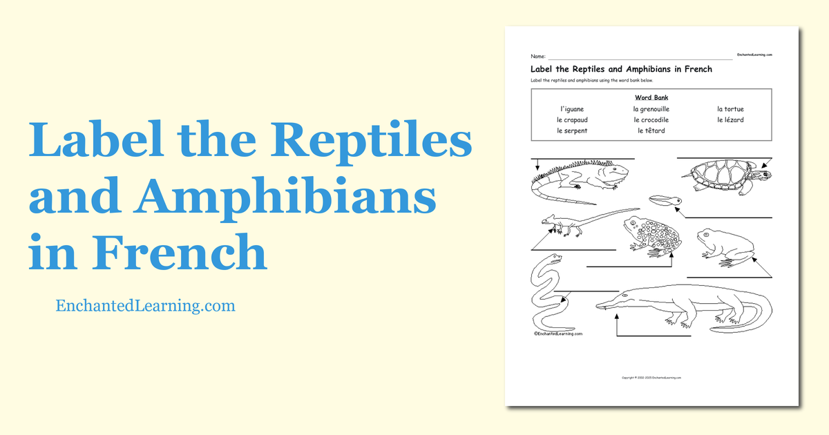 Label the Reptiles and Amphibians in French - Enchanted Learning