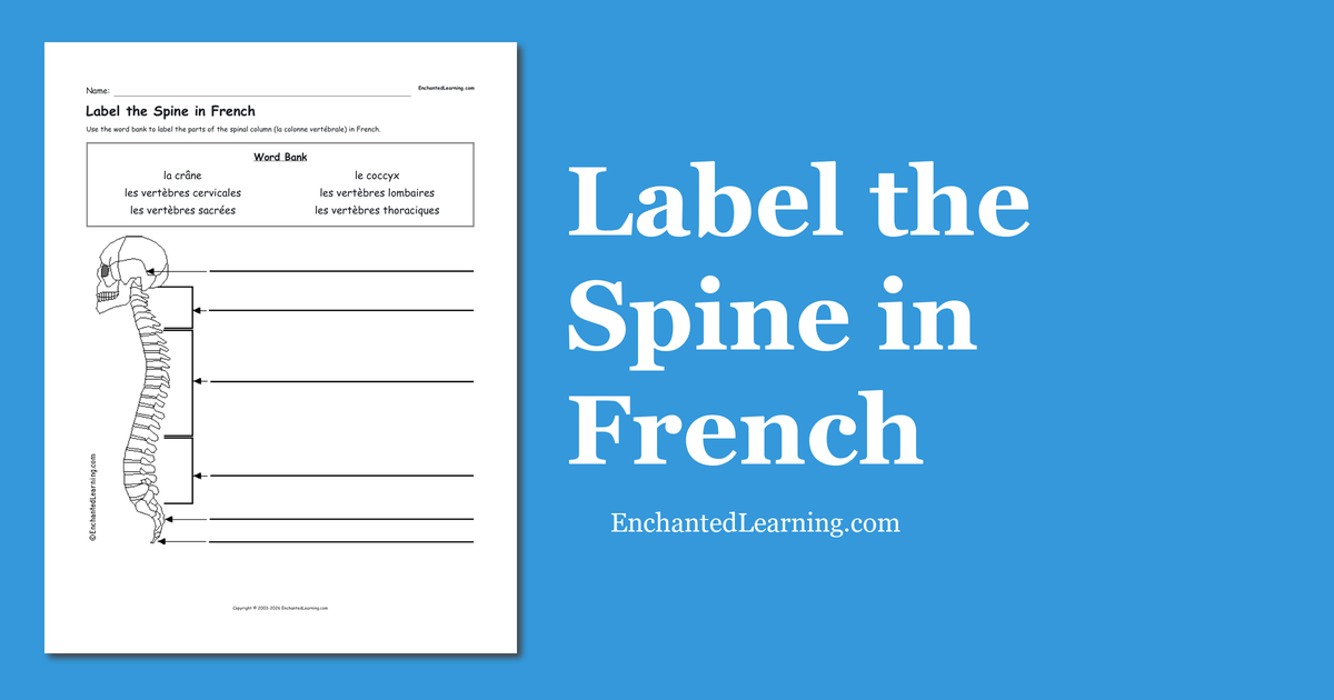 Label the Spine in French - Enchanted Learning