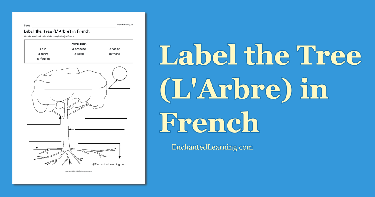 Label the Tree (L'Arbre) in French - Enchanted Learning