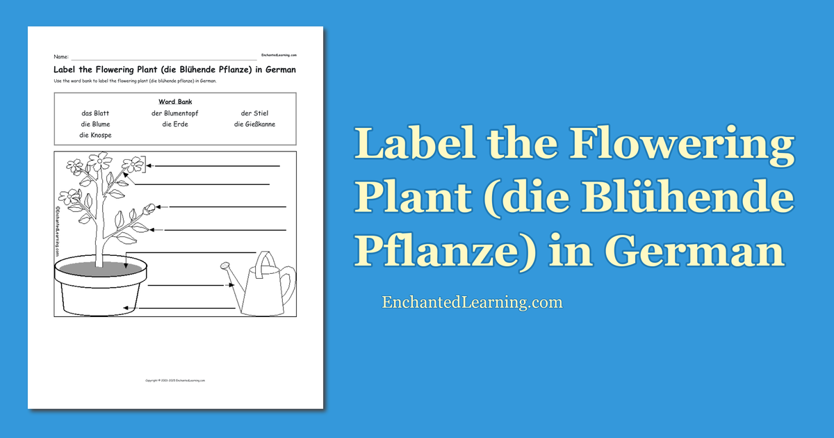 Label the Flowering Plant in German - Enchanted Learning