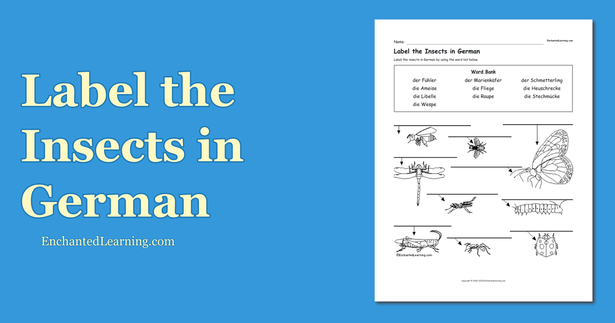 Label the Insects in German - Enchanted Learning