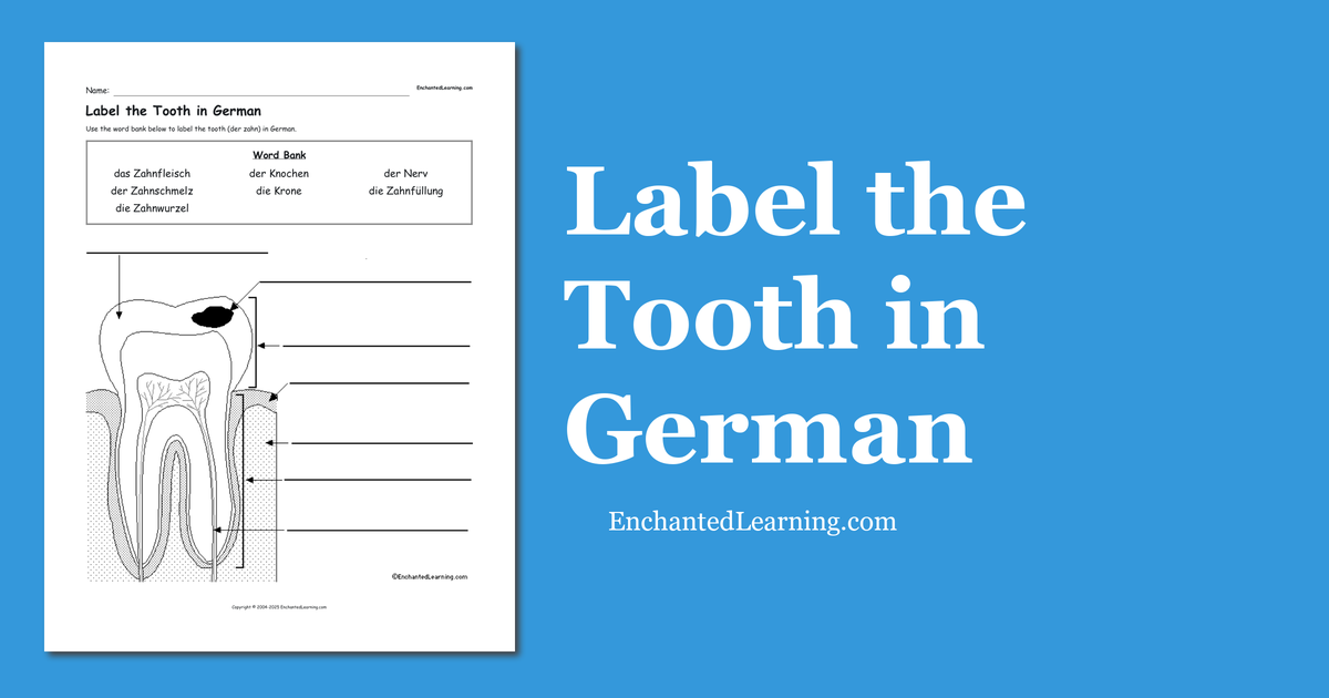 Label the Tooth in German - Enchanted Learning