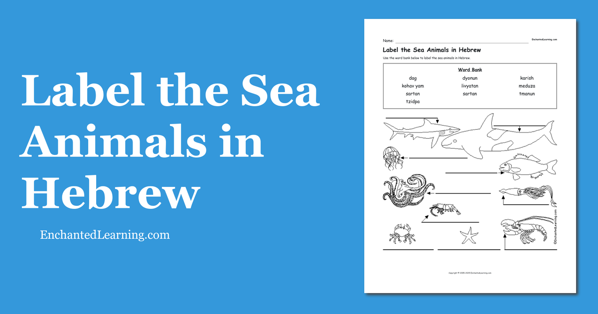 Label the Sea Animals in Hebrew - Enchanted Learning