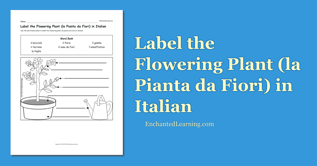 Label the Flowering Plant (la Pianta da Fiori) in Italian - Enchanted ...