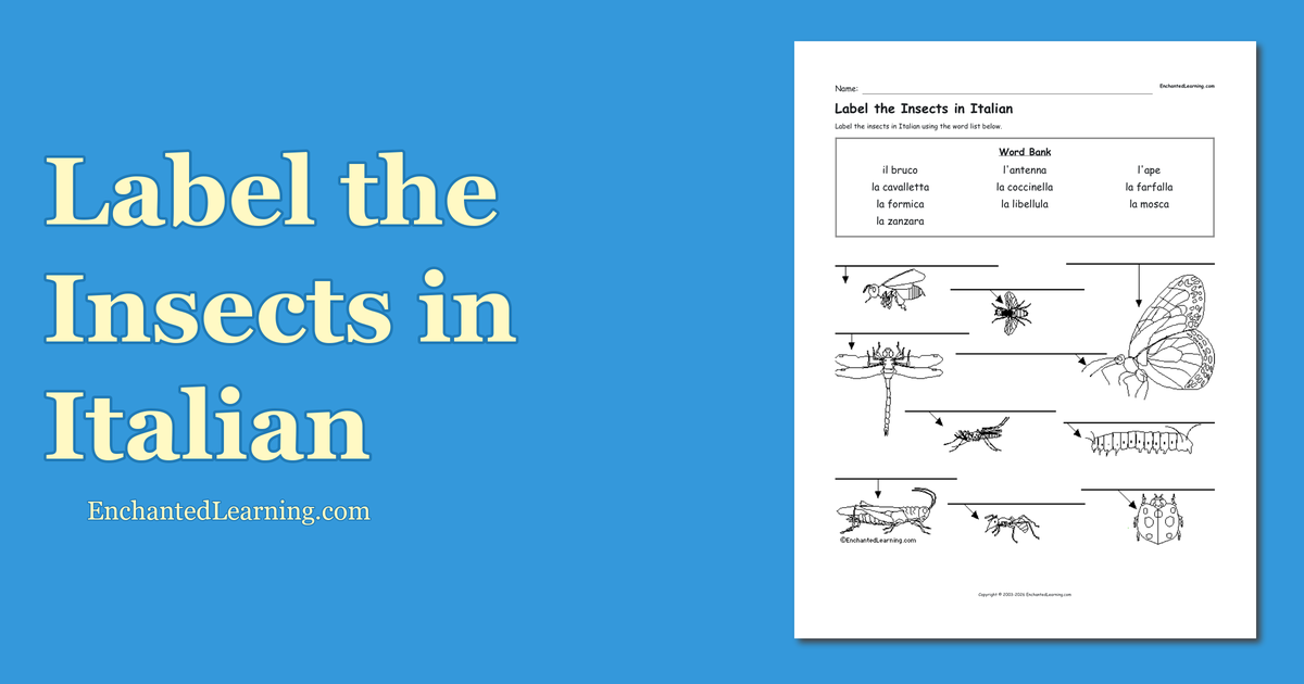 Label the Insects in Italian - Enchanted Learning