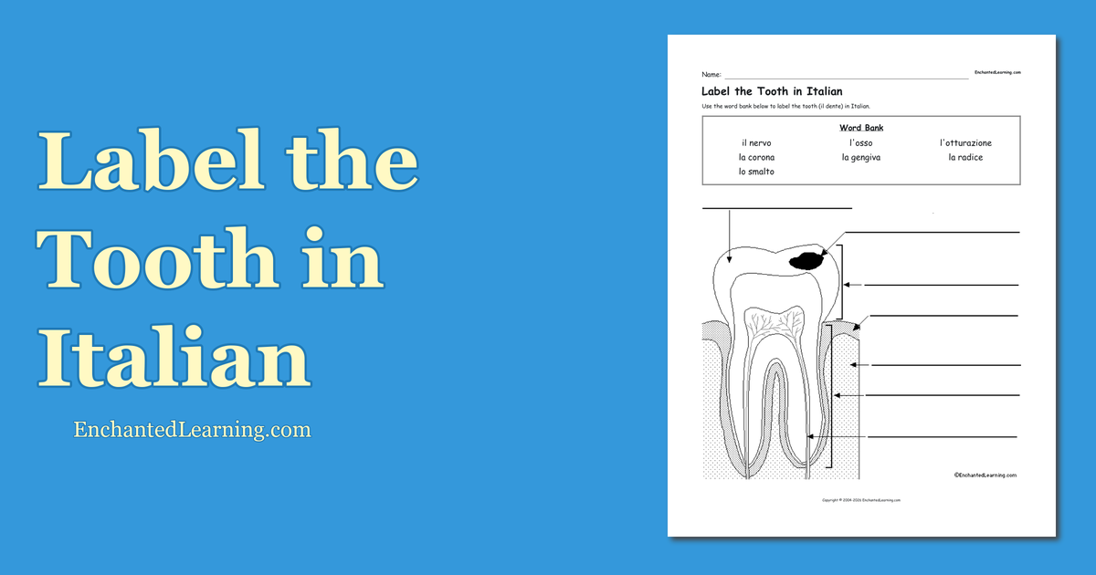Label the Tooth in Italian - Enchanted Learning