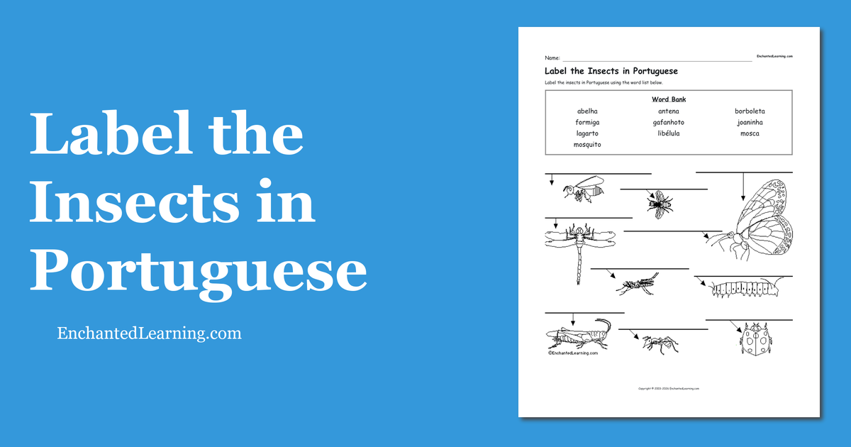Label the Insects in Portuguese - Enchanted Learning
