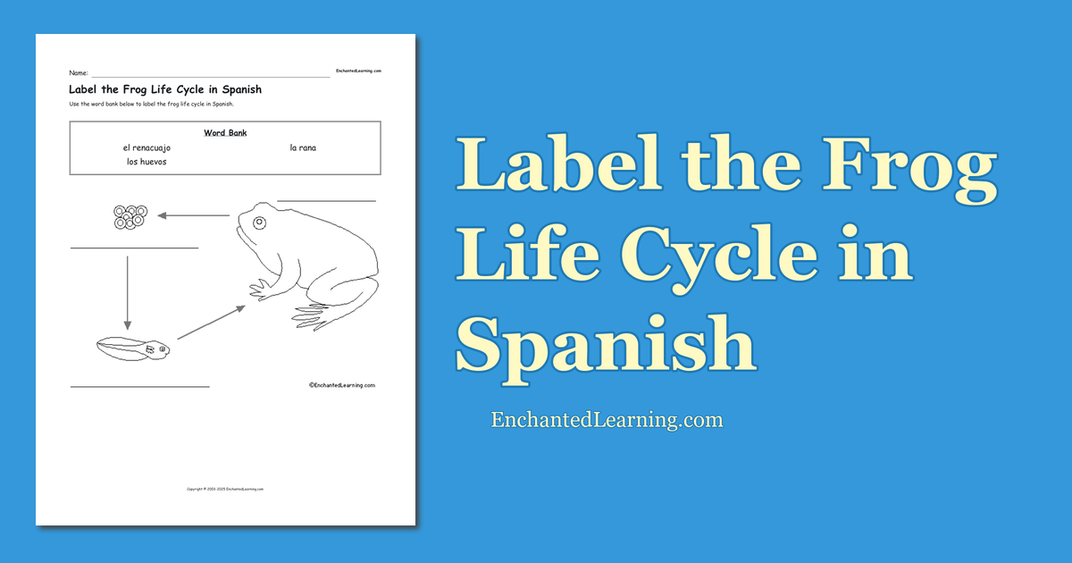Frog Life Cycle In Spanish