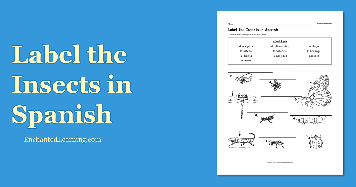 Label the Insects in Spanish - Enchanted Learning
