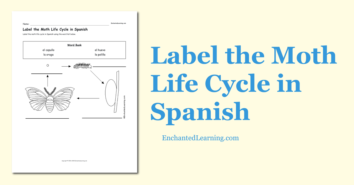 Moth Life Cycle Worksheet