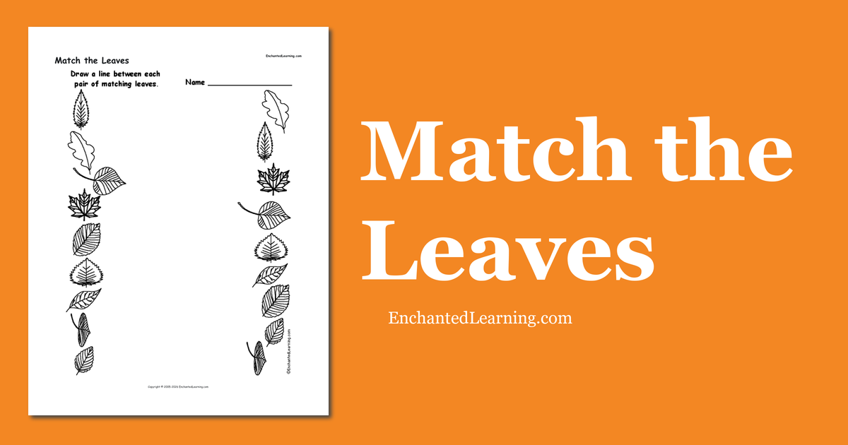 Match the Leaves - Enchanted Learning
