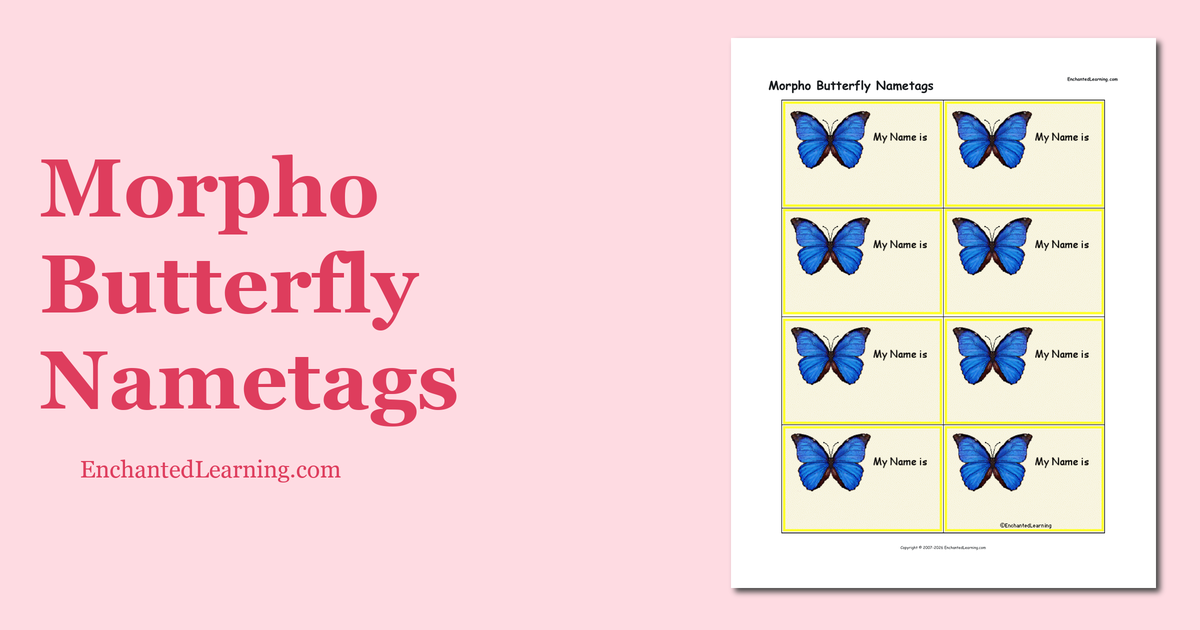 Morpho Butterfly Nametags - Enchanted Learning
