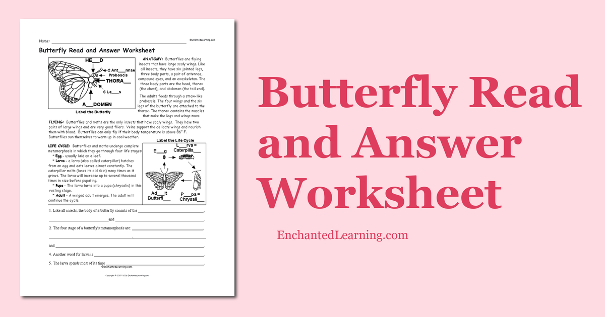 Butterfly Read and Answer Worksheet - Enchanted Learning