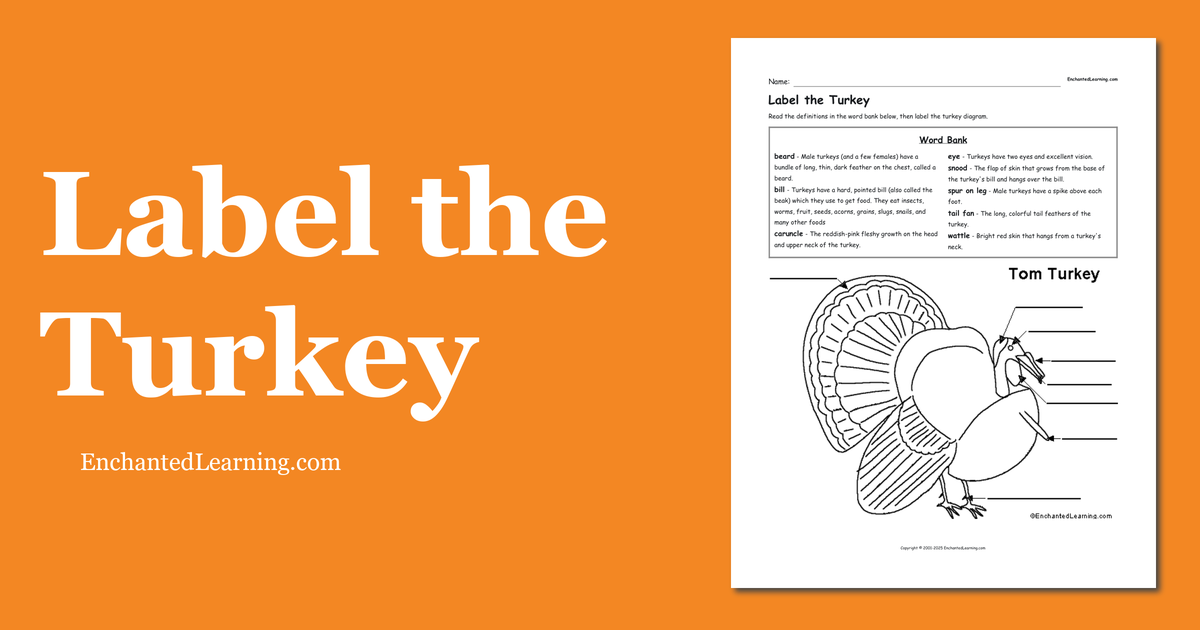Label the Turkey - Enchanted Learning