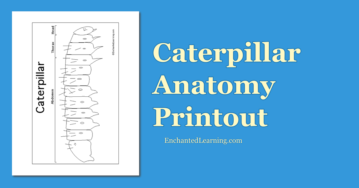 Caterpillar Anatomy Printout - Enchanted Learning