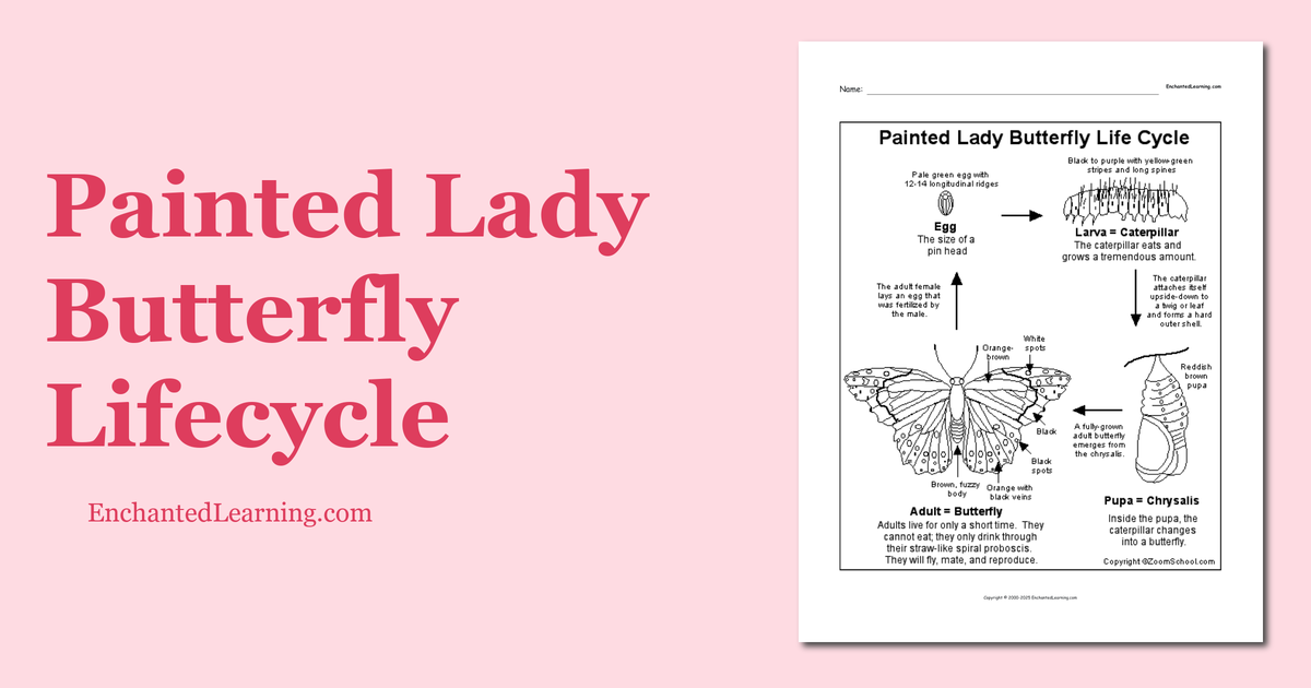 Painted Lady Butterfly Life Cycle Worksheet