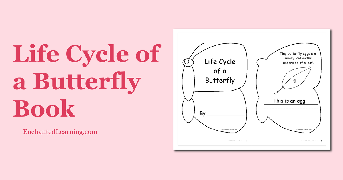 Life Cycle of a Butterfly Book - Enchanted Learning